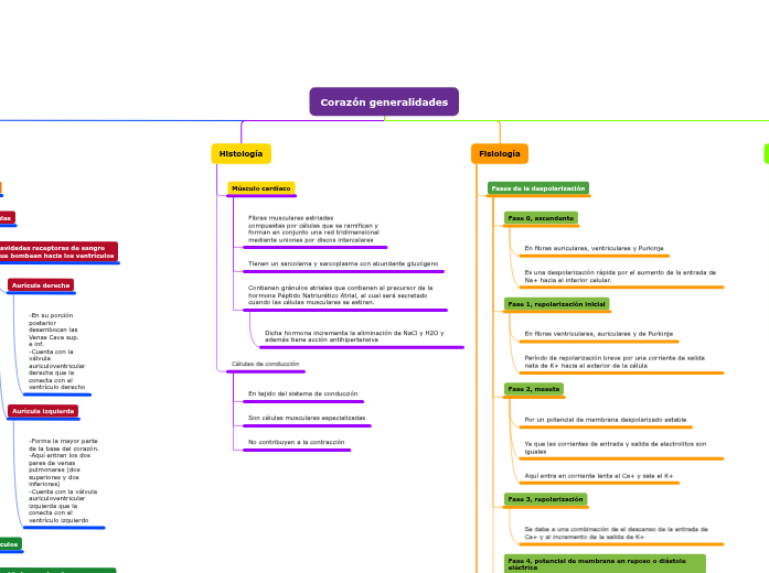 Corazón generalidades - Mind Map